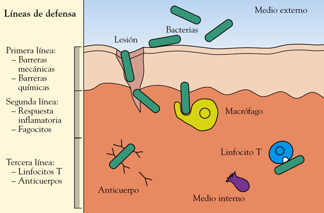 Sistema Inmunológico con Omnilife. Potenciado contra agentes extraños.